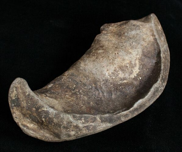 Fossil Cetacean (Whale) Ear Bone - Miocene For Sale (#3475) - FossilEra.com