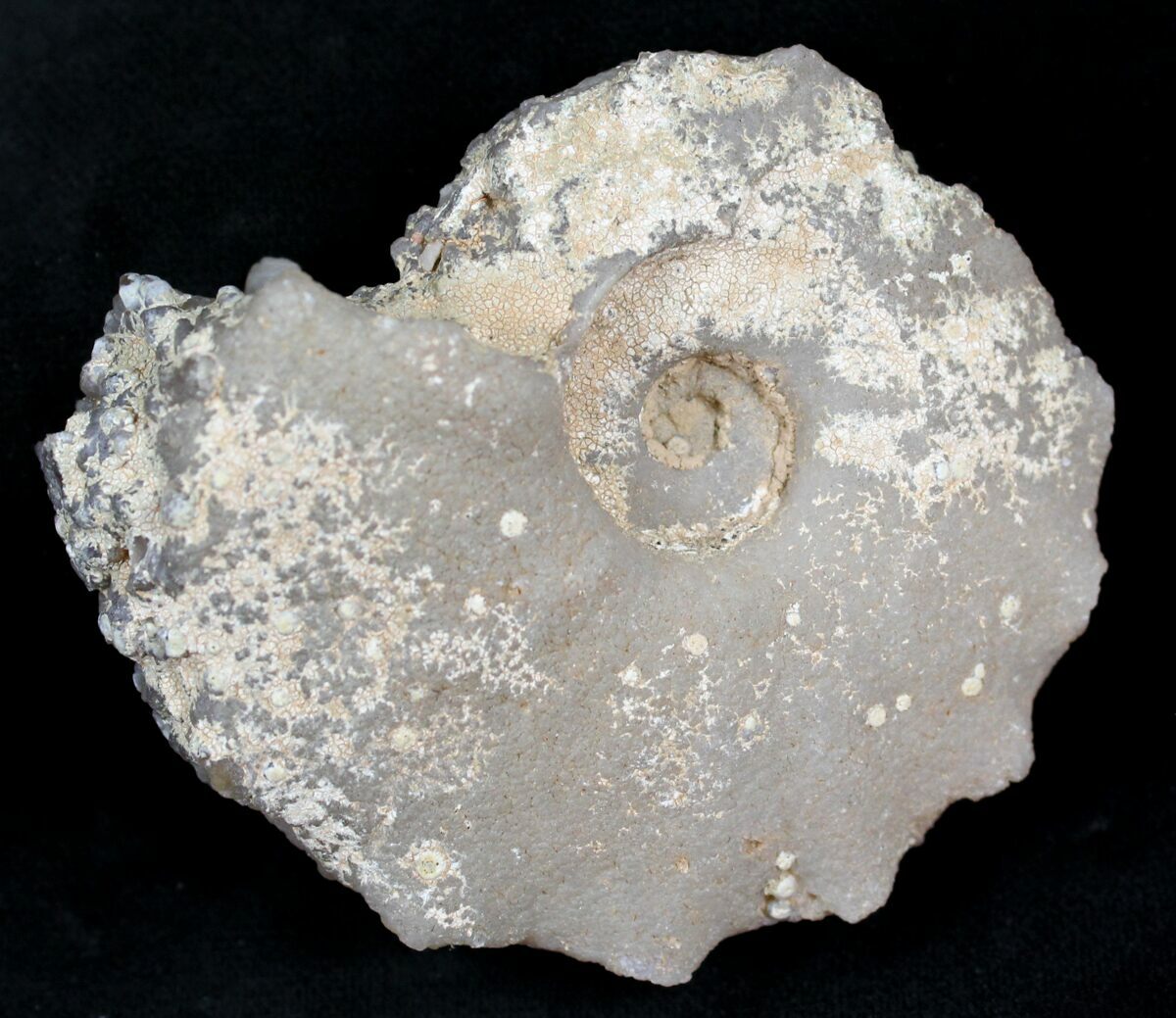 2.5" Agate/Chalcedony Replaced Ammonite Fossil For Sale (#25500 ...