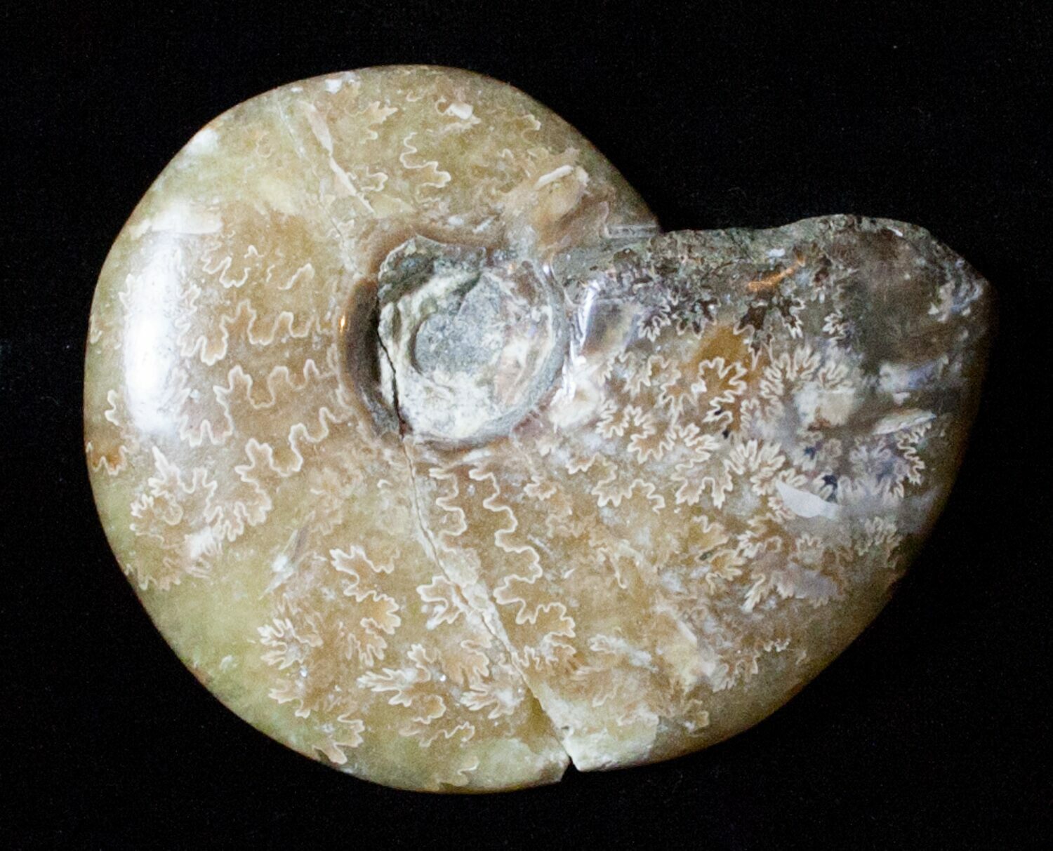 Repaired 2 1/2 Inch Cleoniceras Ammonite For Sale (#3479) - FossilEra.com