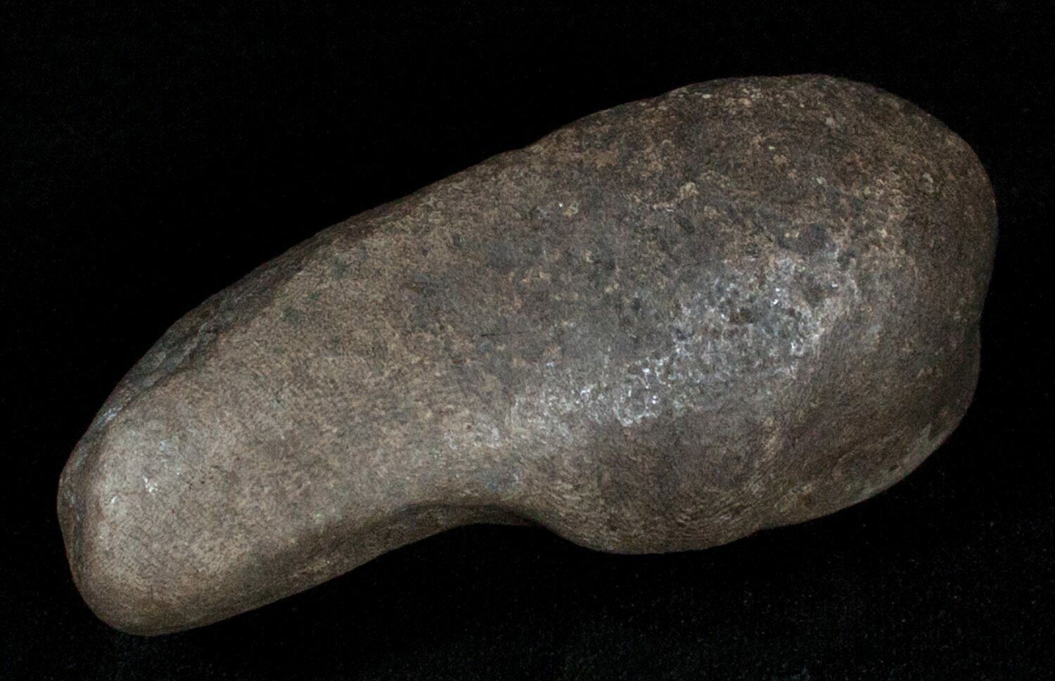 Fossil Cetacean (Whale) Ear Bone - Miocene For Sale (#3496) - FossilEra.com