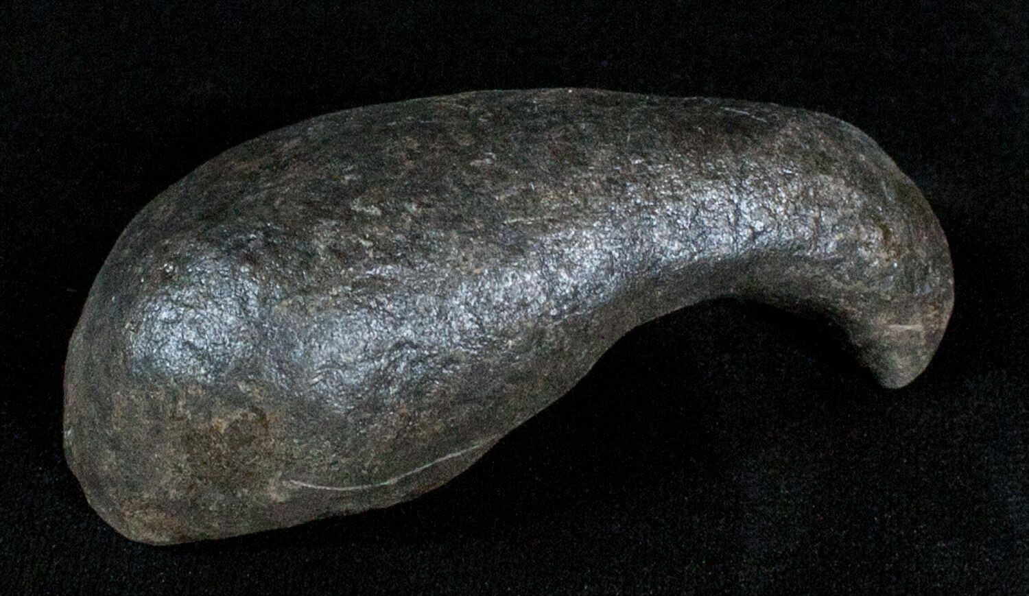 Fossil Cetacean (Whale) Ear Bone - Miocene For Sale (#3499) - FossilEra.com