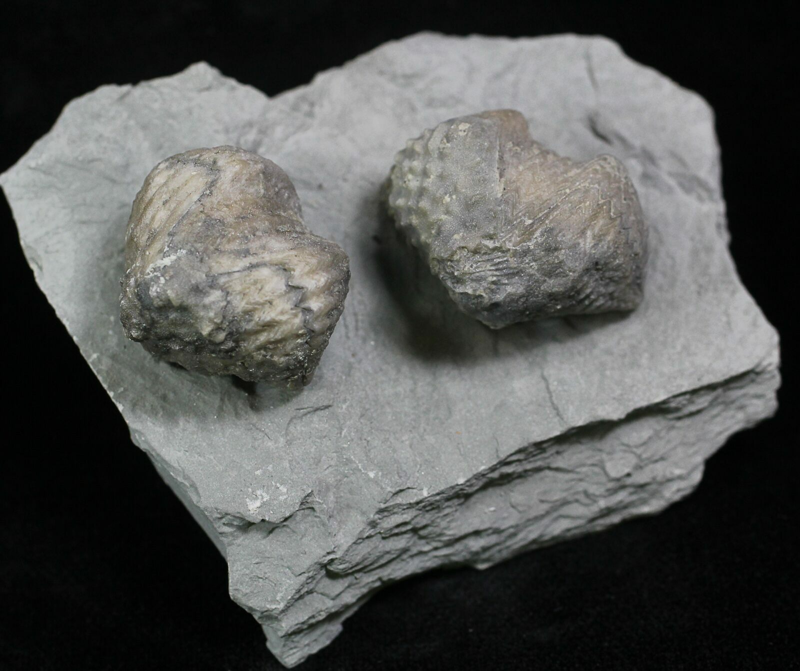 Pair Of Fossil Brachiopods (Platystrophia) - Indiana For Sale (#25996 ...