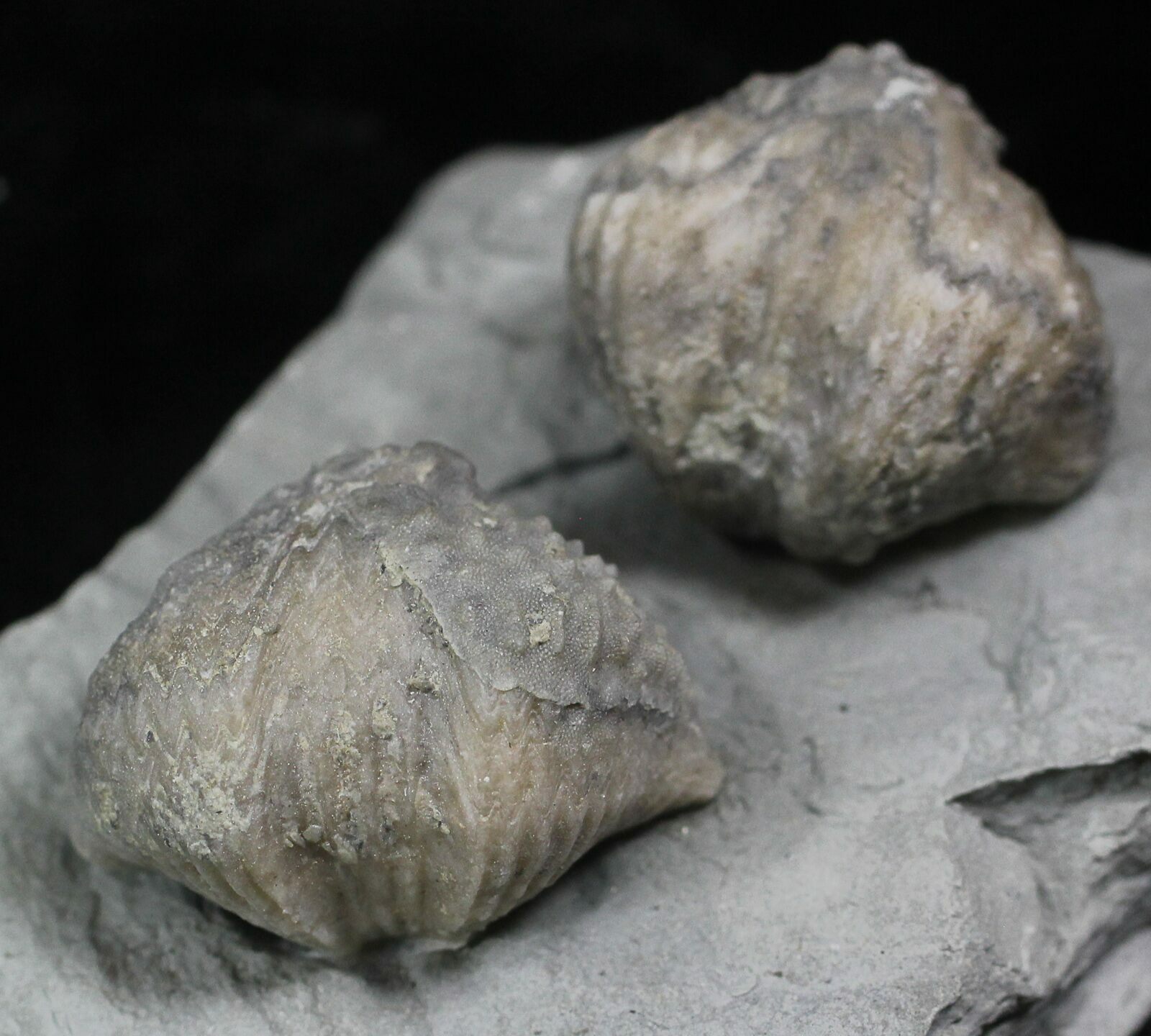 Pair Of Fossil Brachiopods (Platystrophia) - Indiana For Sale (#25996 ...