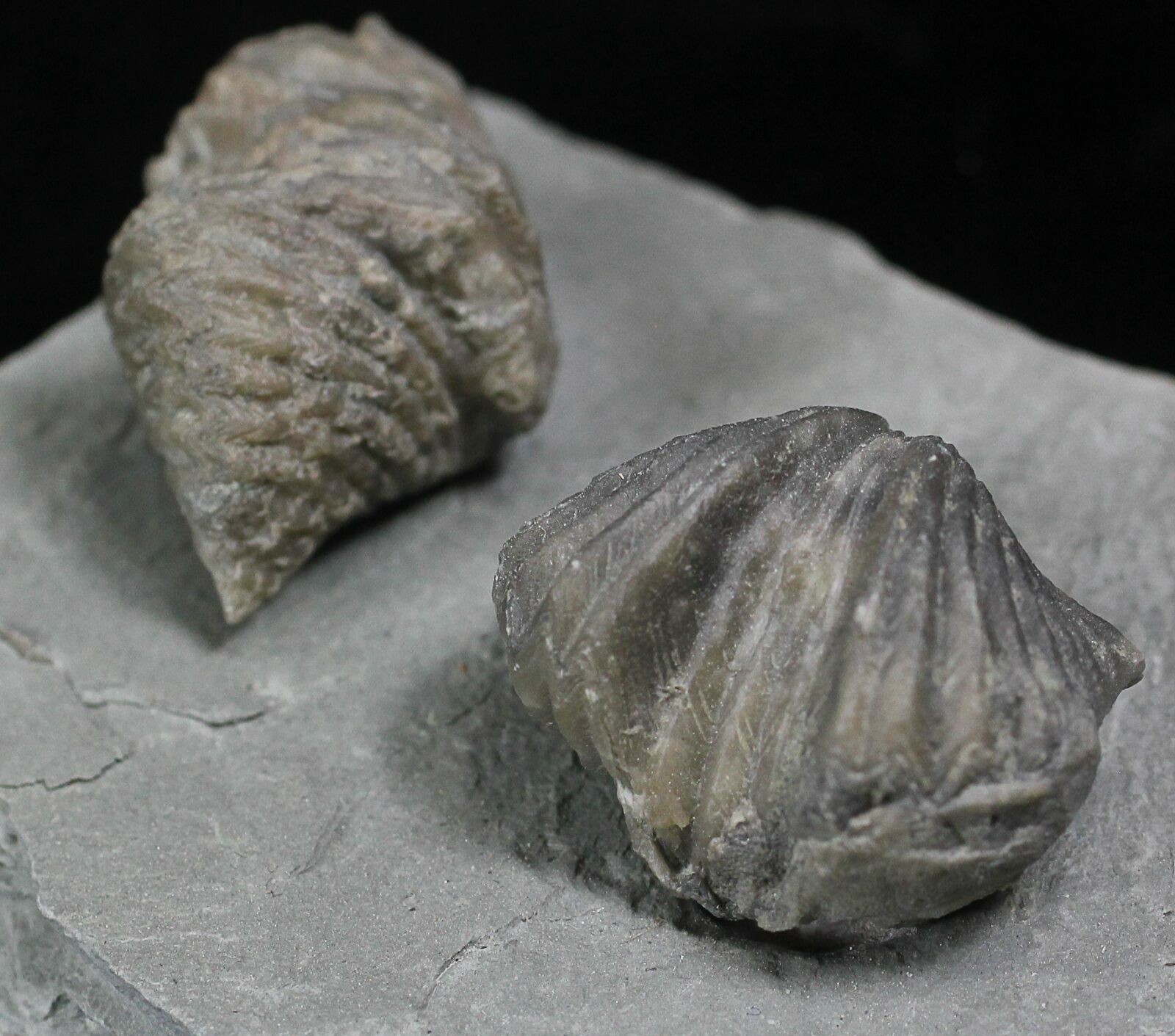 Pair Of Fossil Brachiopods (Platystrophia) - Indiana For Sale (#25997 ...