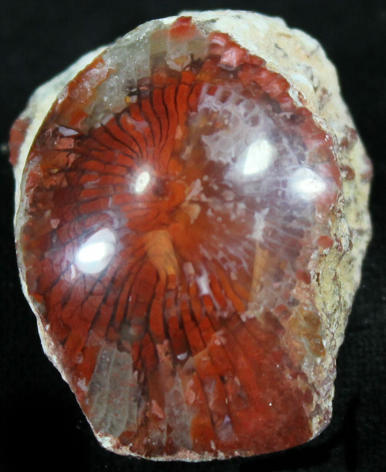 Pennsylvanian Aged Red Agatized Horn Coral - Utah For Sale (#26382 ...