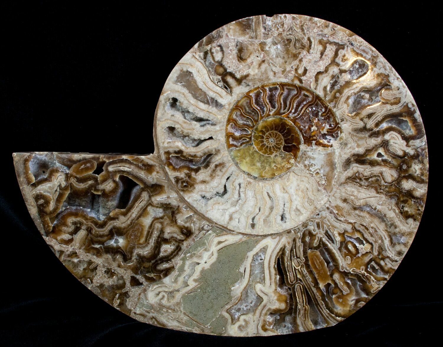 10 Inch Wide Choffaticeras Ammonite - Rare Species For Sale (#3530 ...