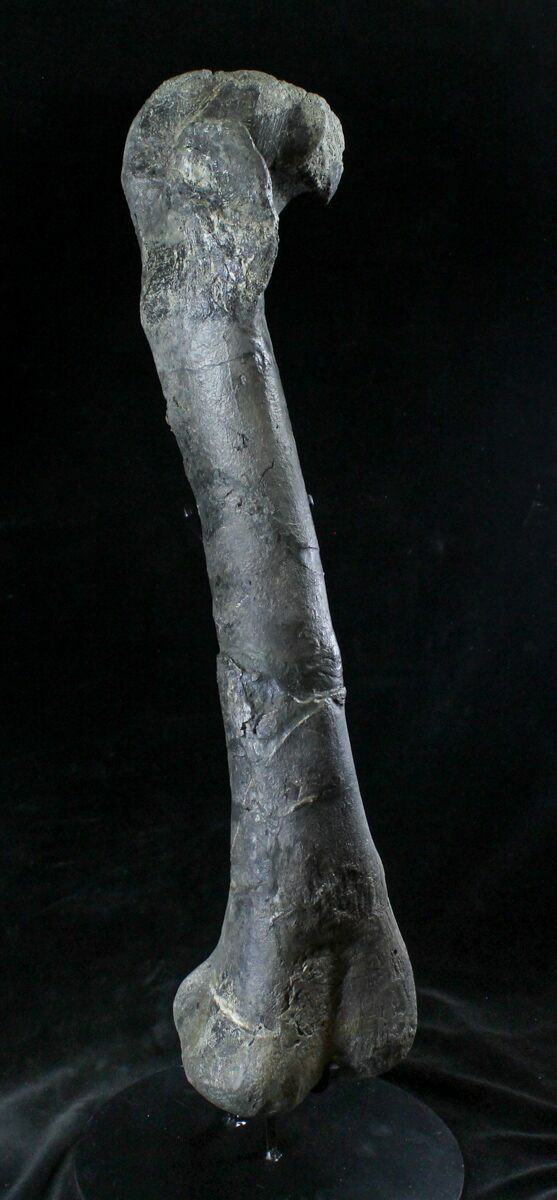 Excellent 22" Allosaurus Femur From Colorado - With Stand For Sale ...