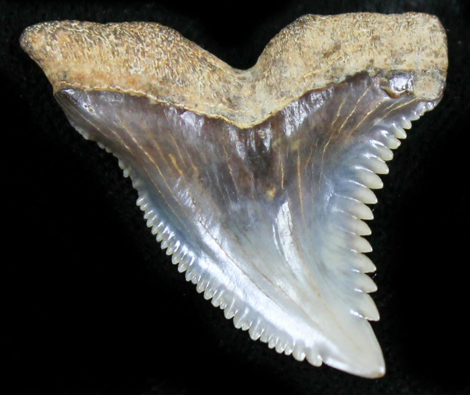 Large Hemipristis Serra Tooth - Maryland For Sale (#26708) - FossilEra.com