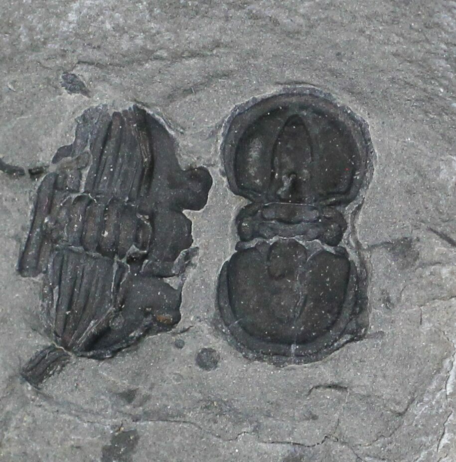 Peronopsis Agnostid "Trilobite" - Utah For Sale (#26781) - FossilEra.com