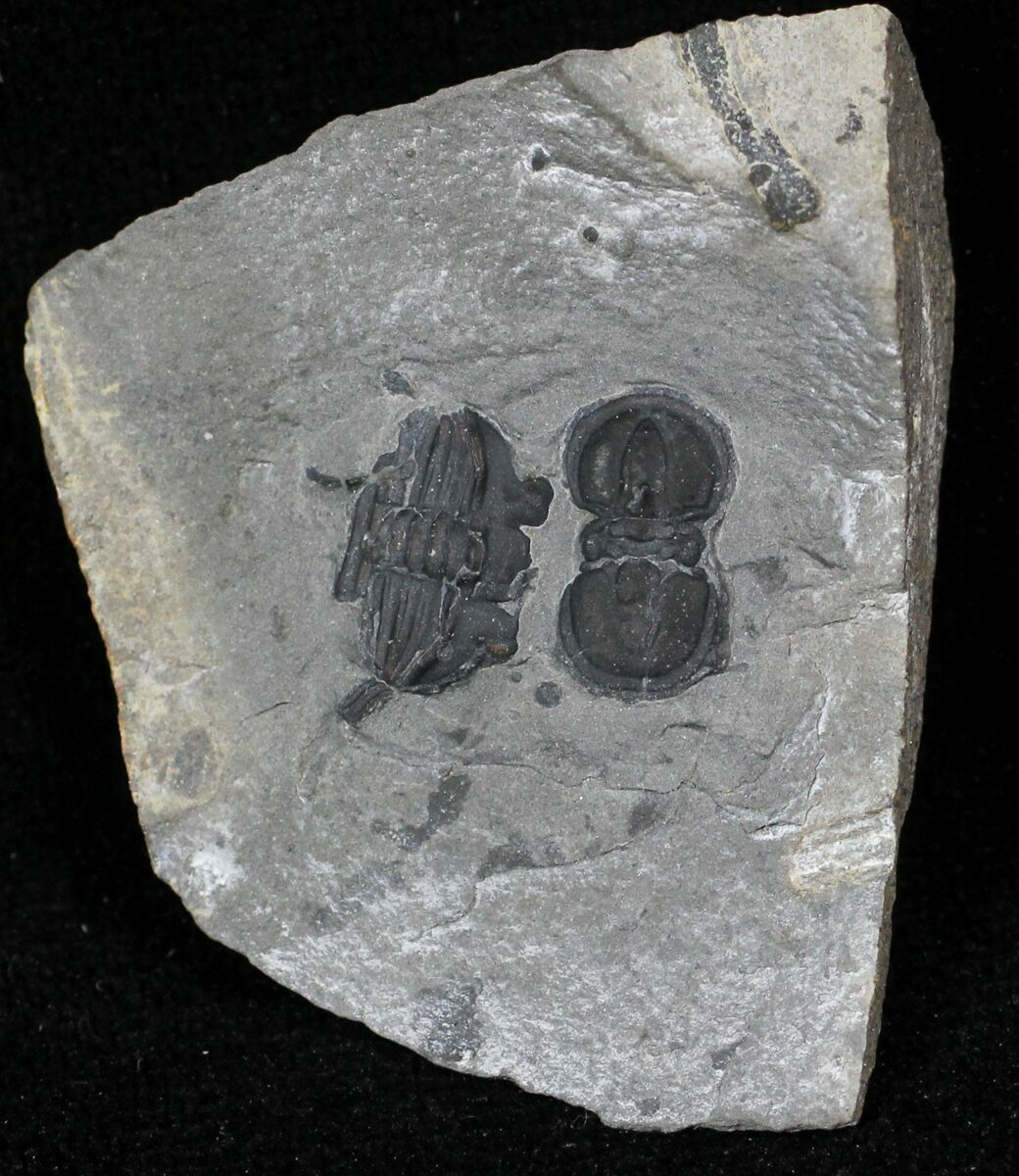 Peronopsis Agnostid "Trilobite" - Utah For Sale (#26781) - FossilEra.com