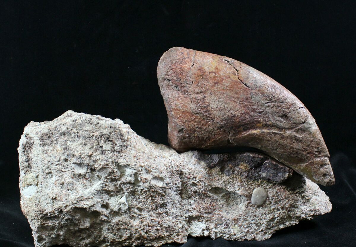 6.6" Sauropod (Camarasaurus) Dinosaur Claw - Colorado For Sale (#26871 ...