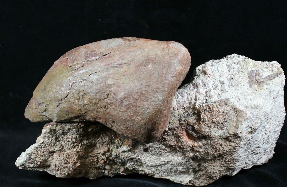 6.6" Sauropod (Camarasaurus) Dinosaur Claw - Colorado For Sale (#26871 ...