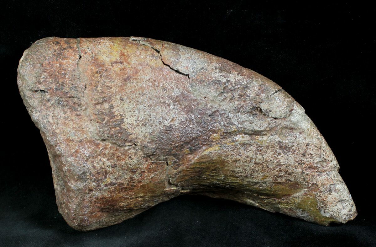 6.6" Sauropod (Camarasaurus) Dinosaur Claw - Colorado For Sale (#26871 ...