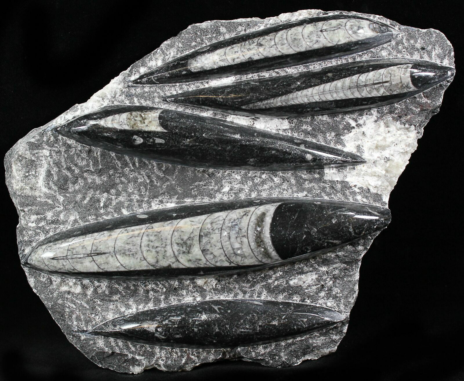 Polished Orthoceras (Cephalopod) Plate - 8.8" For Sale (#27227 ...