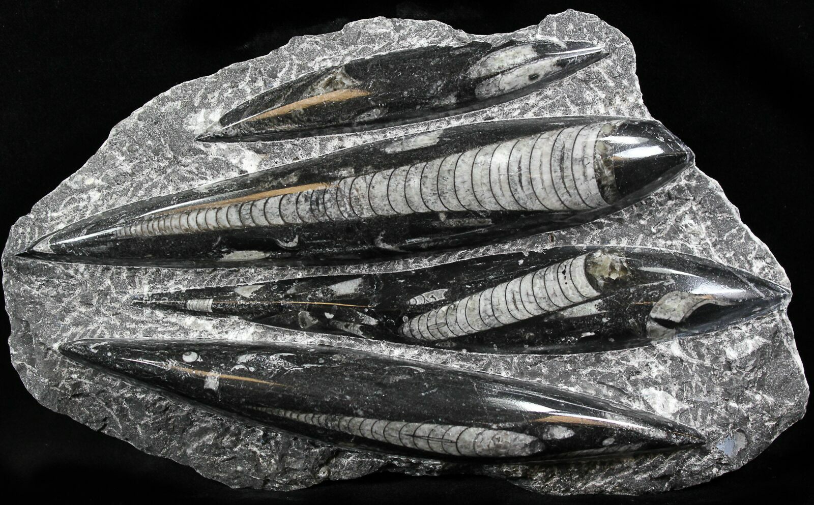 Polished Orthoceras (Cephalopod) Plate - 9.7" For Sale (#27229 ...