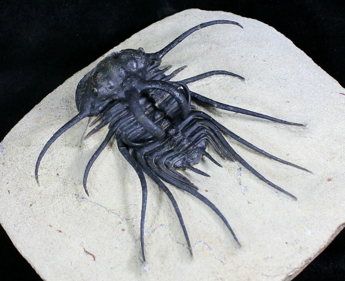 Killer 2.7" Dicranurus Monstrosus Trilobite For Sale (#27779 ...