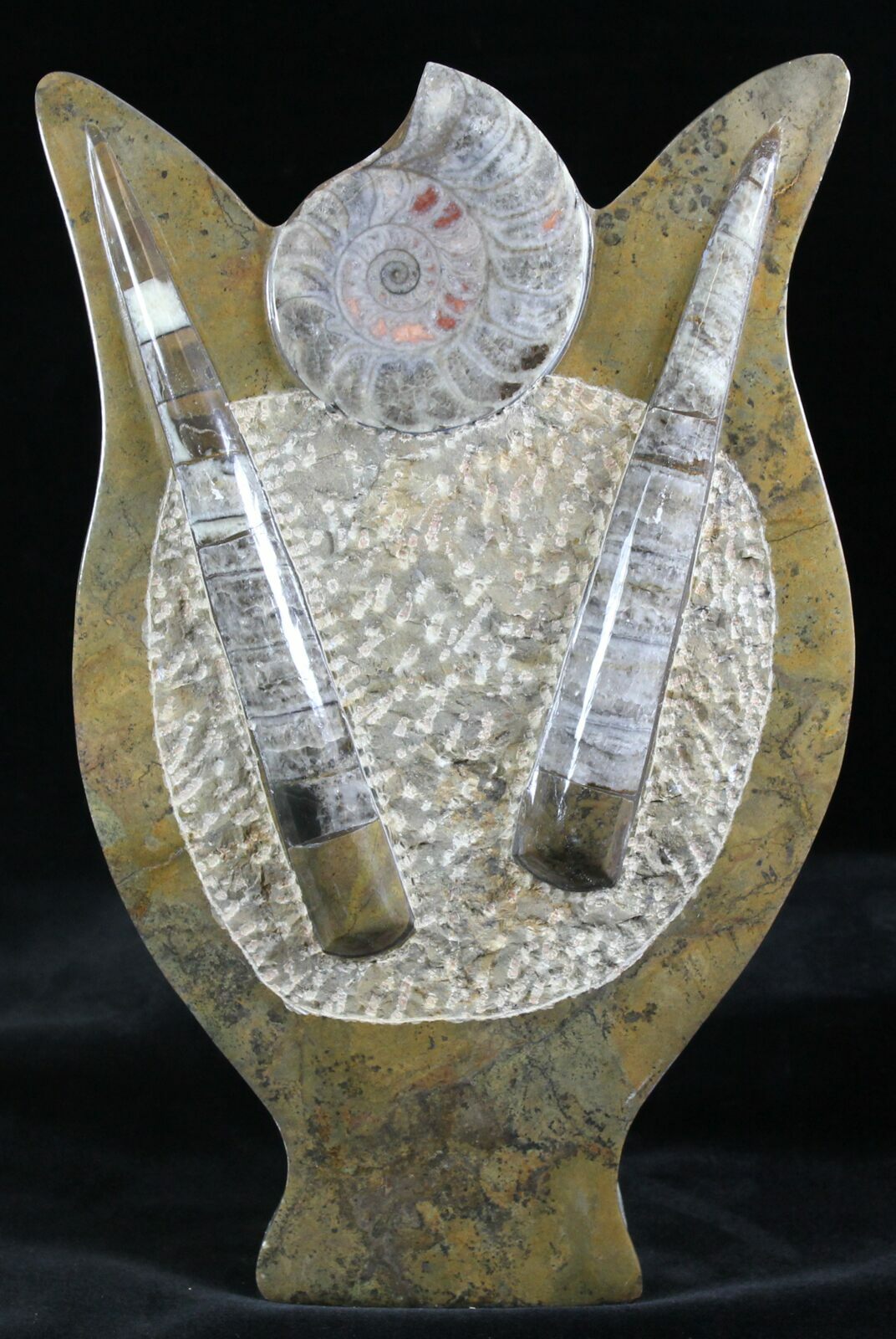 Fossil Art For Sale - FossilEra.com