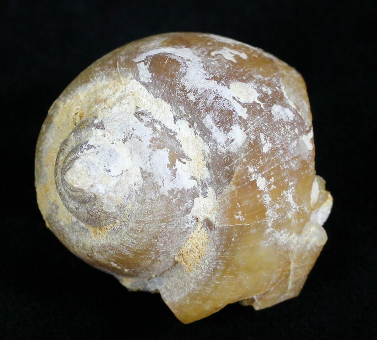 Agatized Fossil Gastropod From Morocco - 1.65" For Sale (#27987 ...