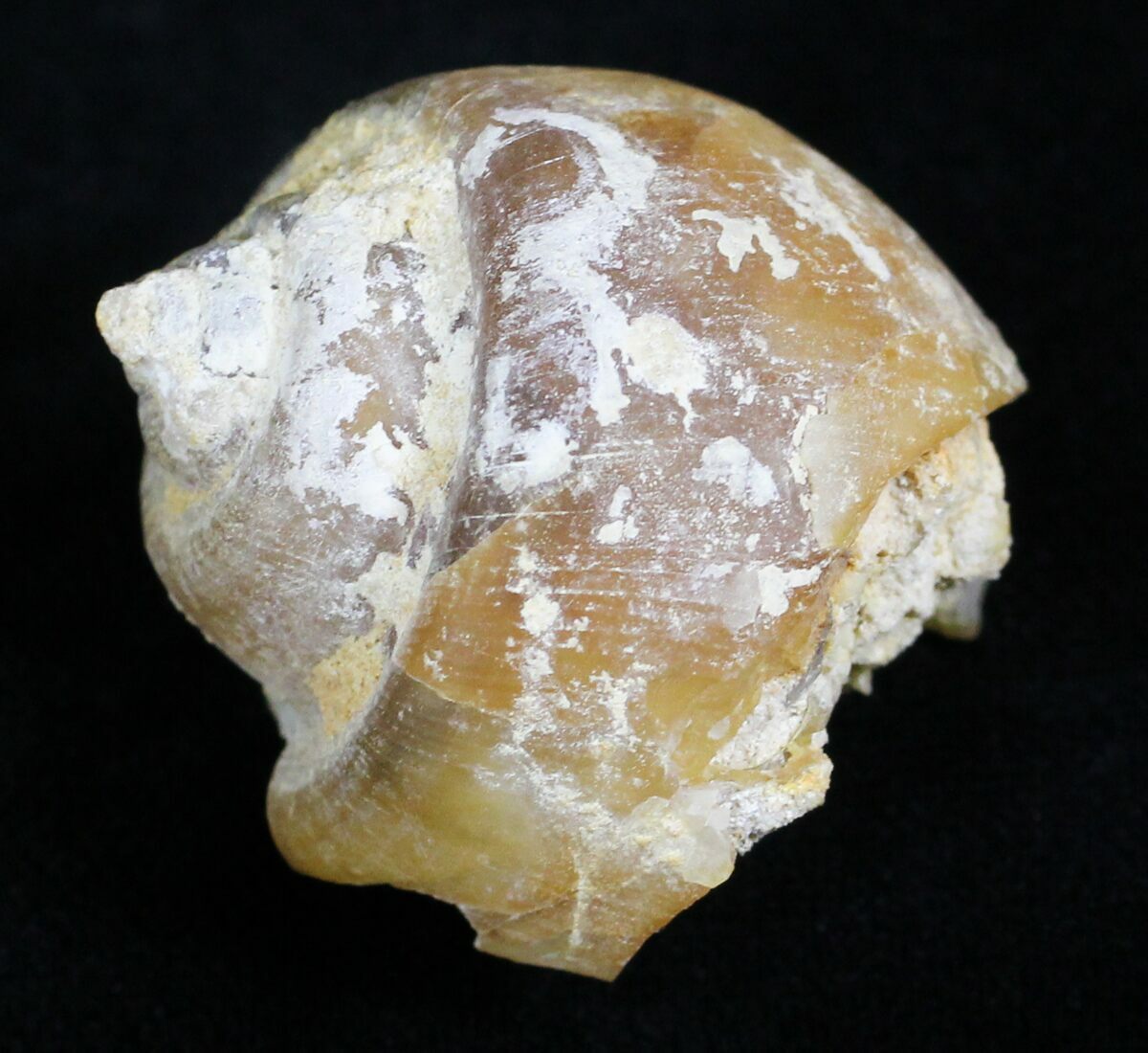 Agatized Fossil Gastropod From Morocco - 1.65" For Sale (#27987 ...