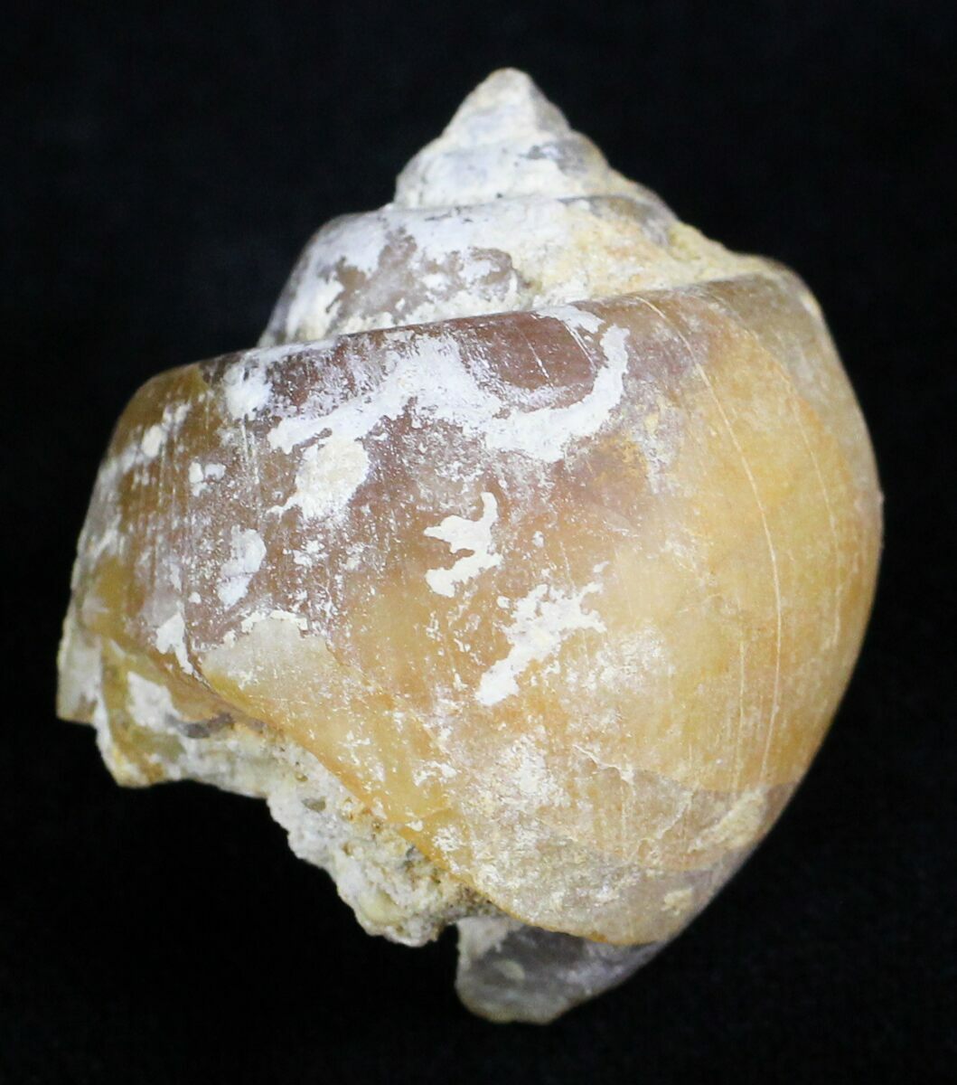 Agatized Fossil Gastropod From Morocco - 1.65" For Sale (#27987 ...
