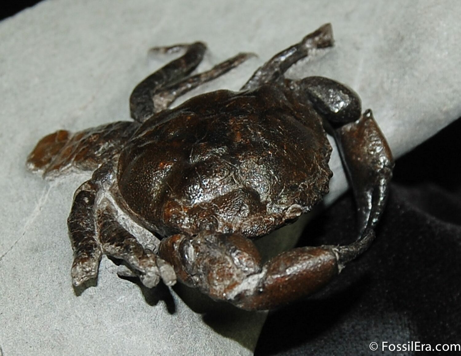 3D Prepped Fossil Crab Pulalius From Washington For Sale (#456 ...