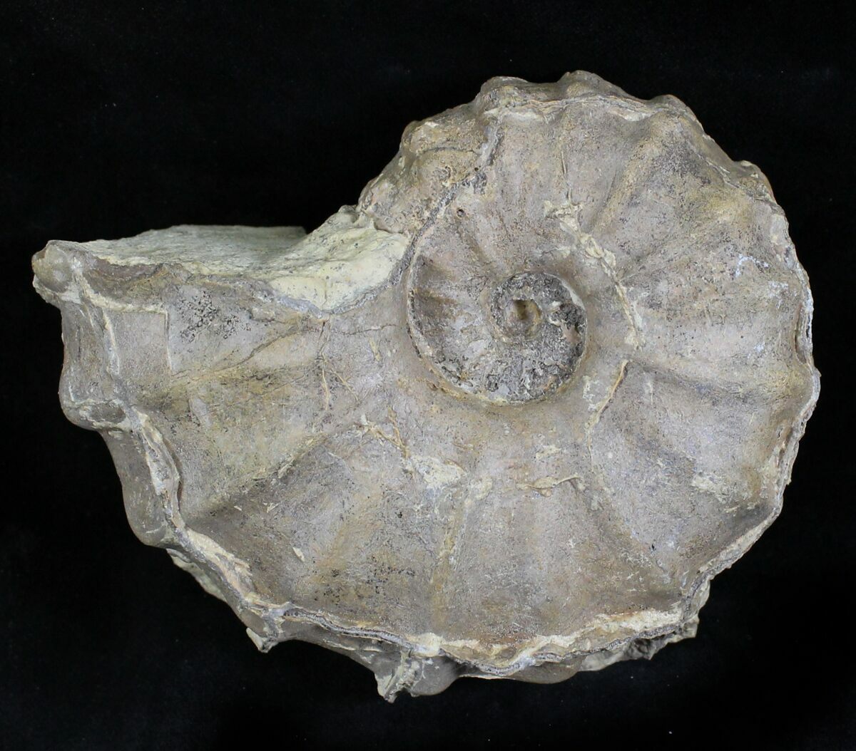 4.6" Calycoceras Ammonite - Texas For Sale (#28136) - FossilEra.com