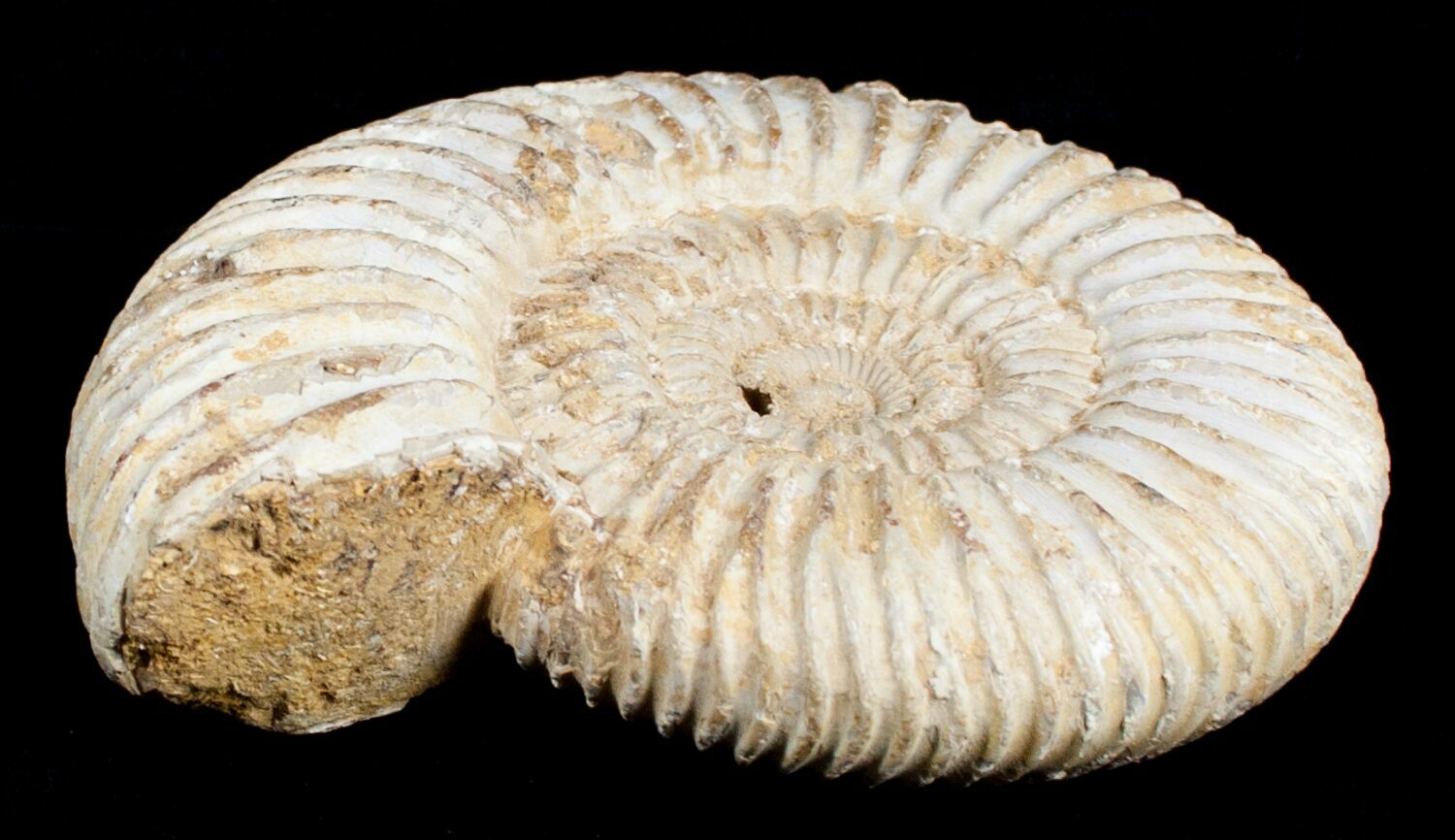 4.45 Inch Perisphinctes Ammonite - Jurassic For Sale (#3649 ...