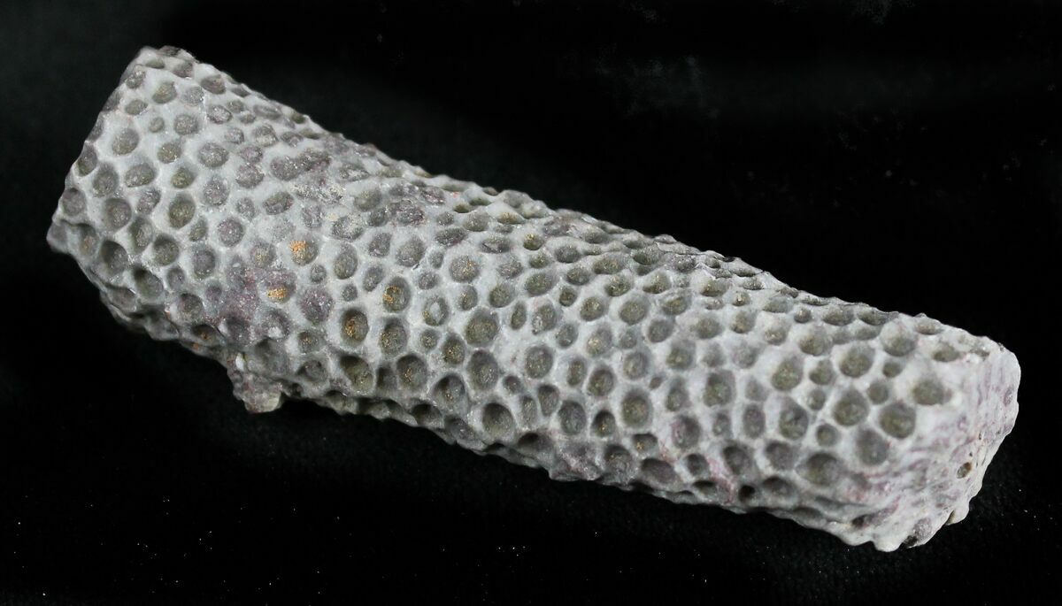 Fossil Tabulate Coral (Thamnopora) - Morocco For Sale (#28538 ...