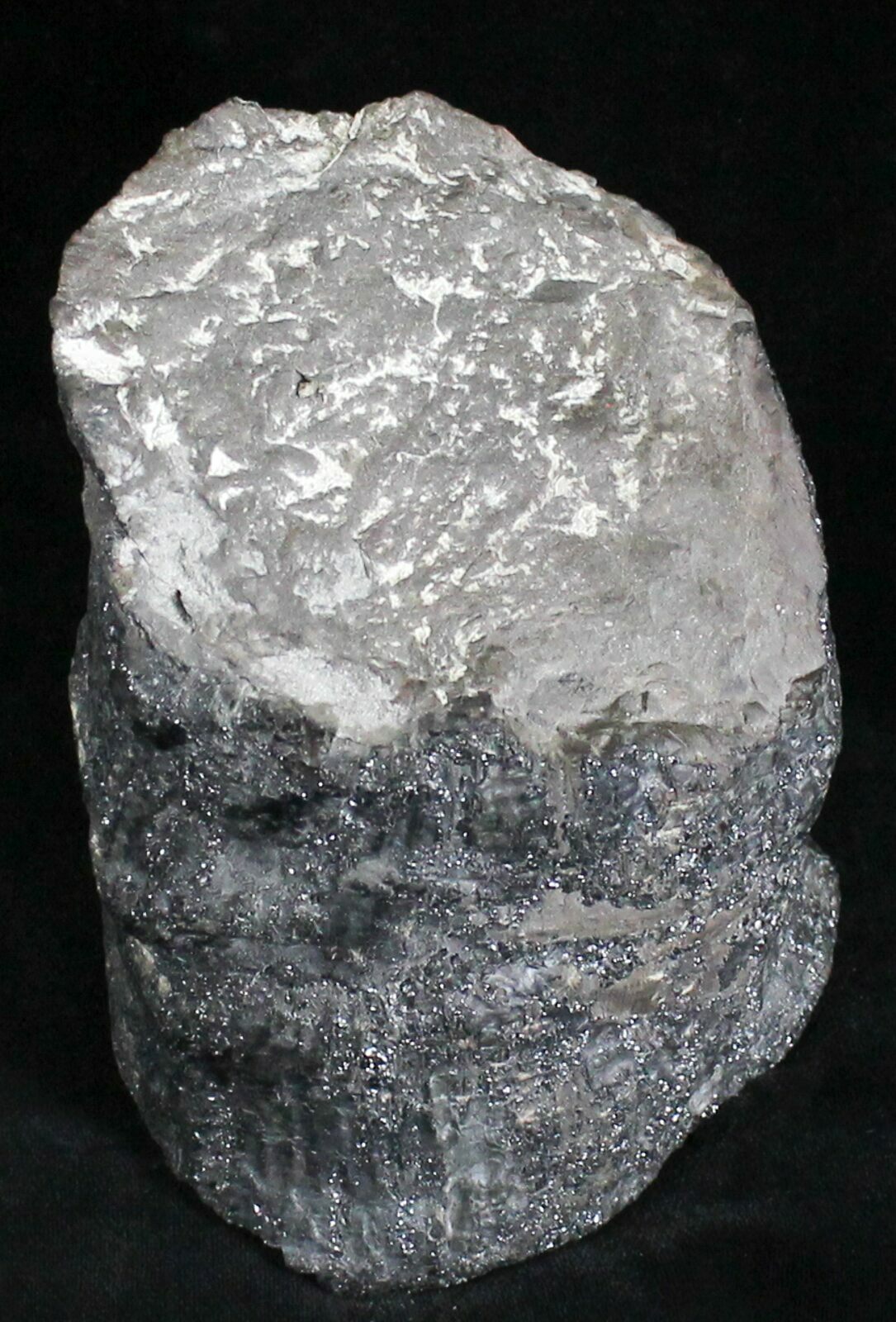 4.4" Fossil Calamites Trunk Section - West Virginia For Sale (#28546 ...