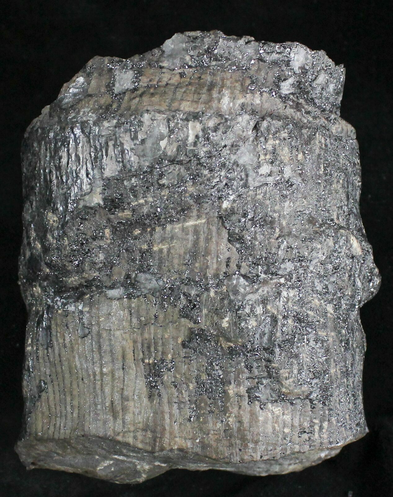 4.4" Fossil Calamites Trunk Section - West Virginia For Sale (#28546 ...