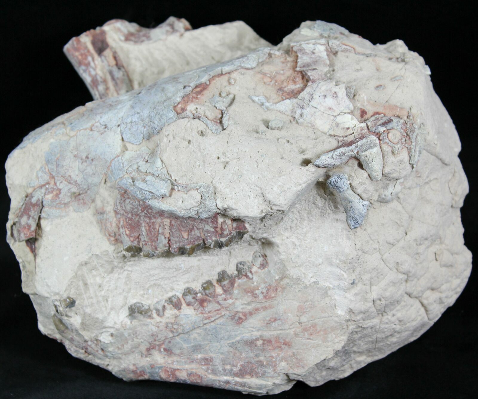 Oreodont Fossils For Sale - FossilEra.com