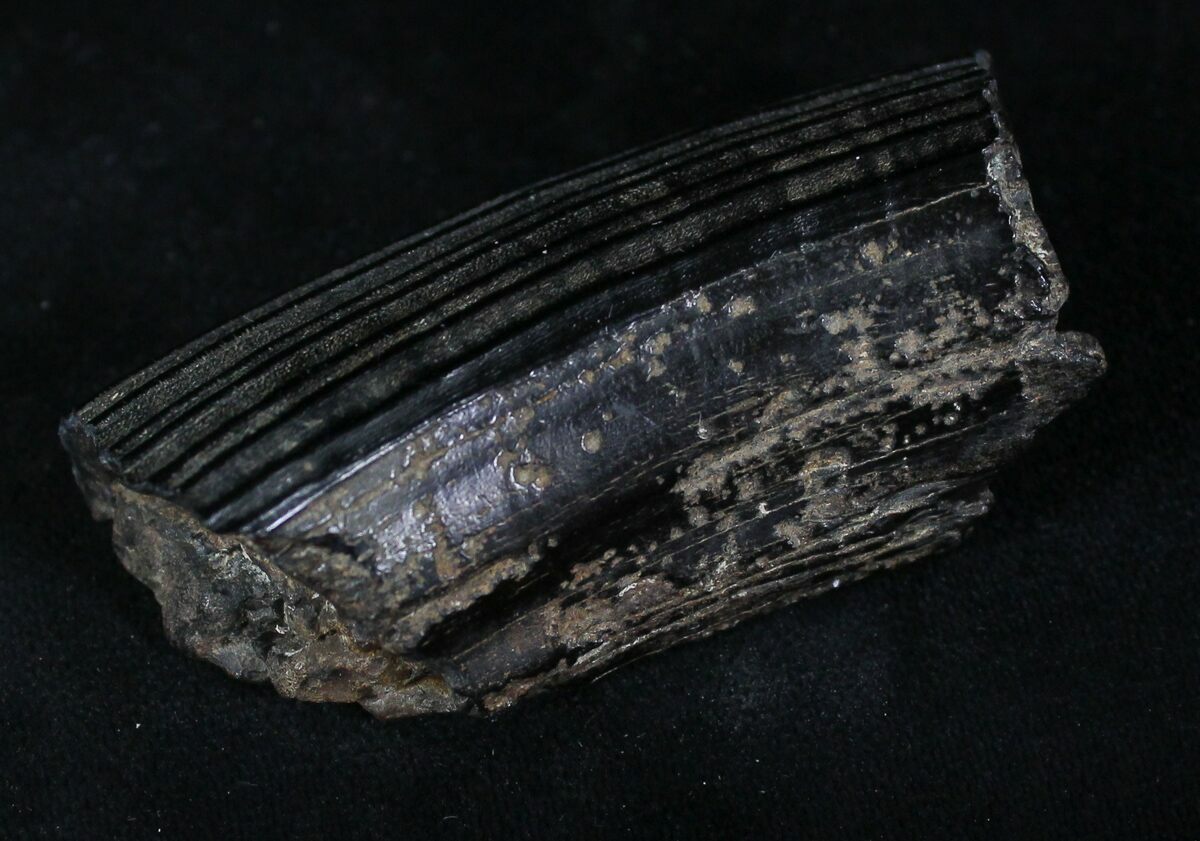 Fossil Giant Beaver (Castoroides) - Florida For Sale (#28823 ...