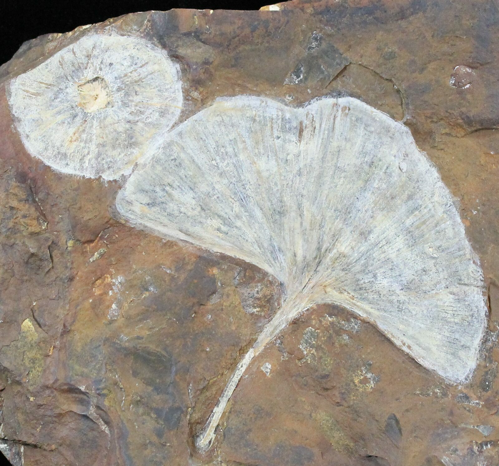 Multiple Fossil Ginkgo Leaf & Winged Walnut - North Dakota For Sale ...