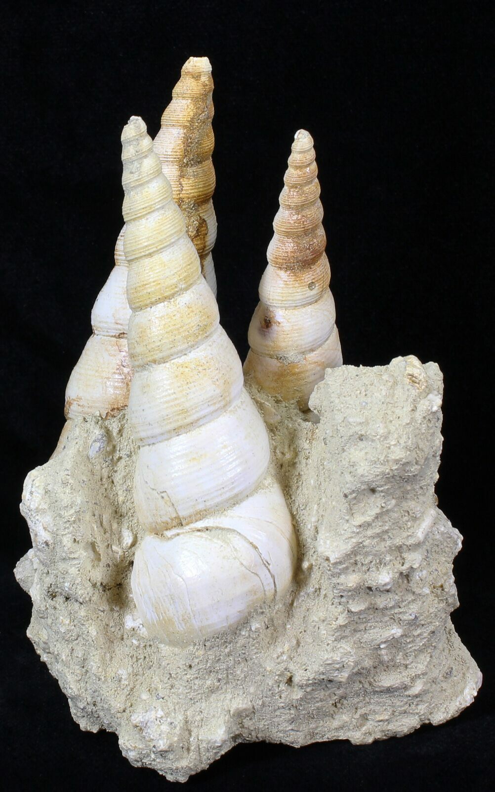 Beautiful Fossil Turritella Cluster - France For Sale (#29620 ...