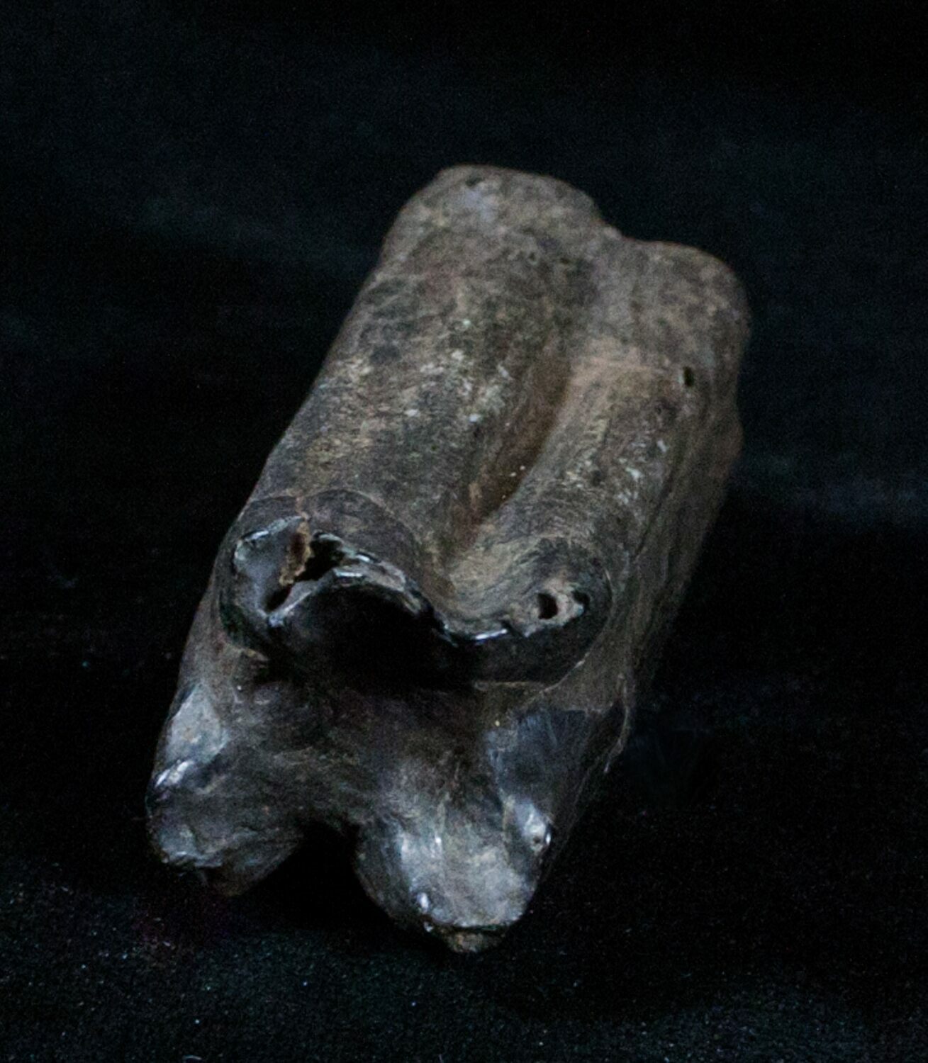 Pleistocene Upper Horse Tooth - Florida For Sale (#3761) - FossilEra.com