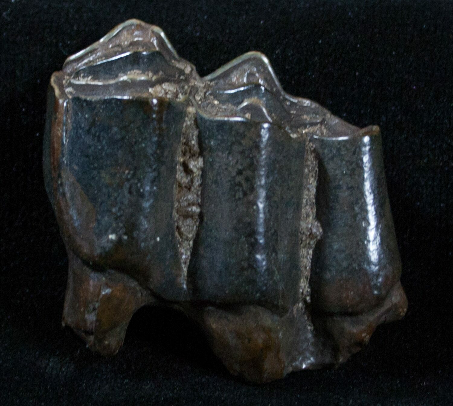 Pleistocene Camel Tooth - Florida For Sale (#3762) - FossilEra.com