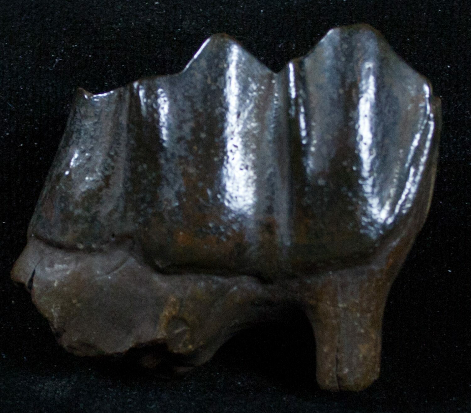 Pleistocene Camel Tooth - Florida For Sale (#3762) - FossilEra.com
