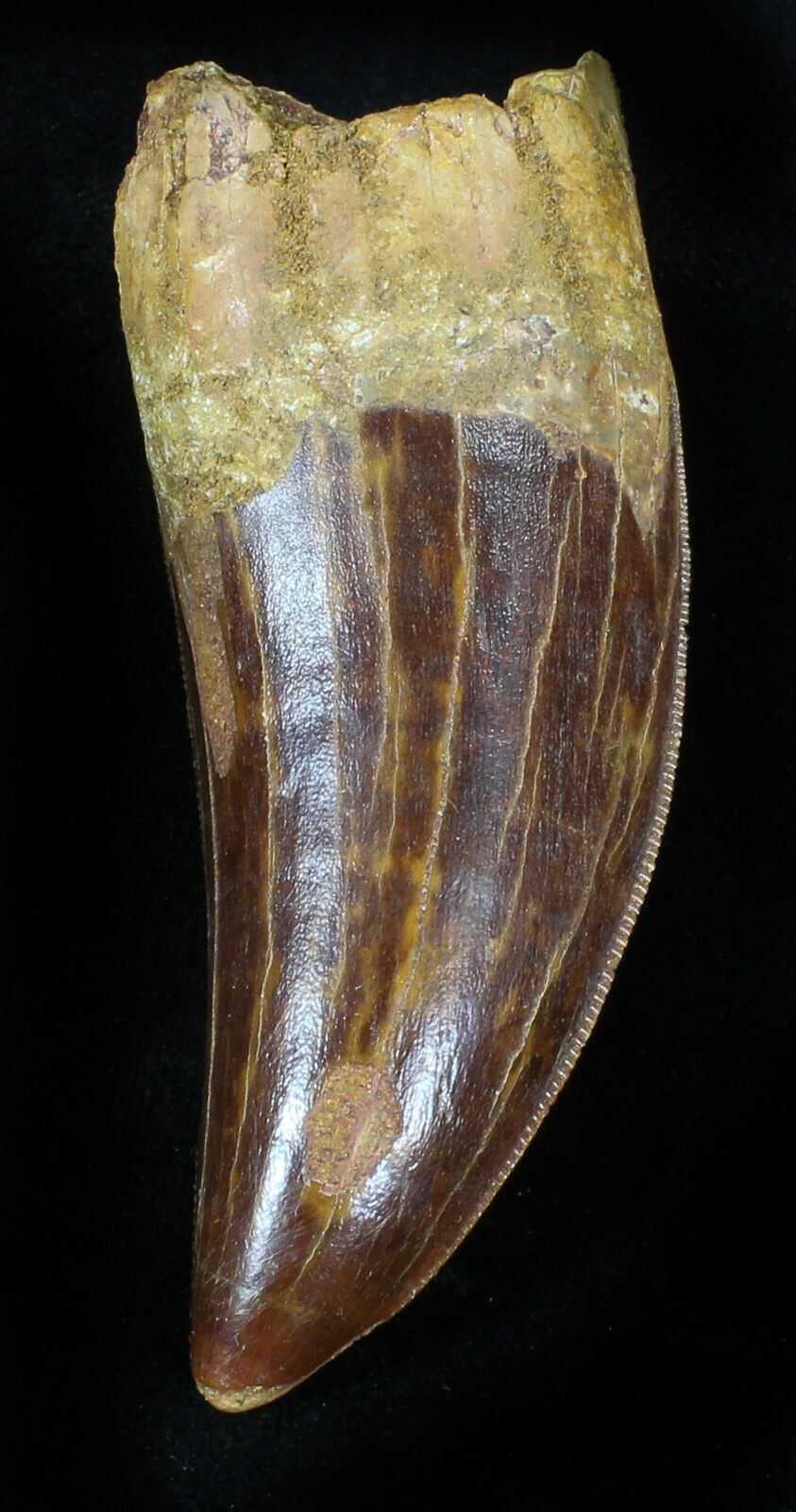 Fossil Carcharodontosaurus Teeth For Sale - FossilEra.com