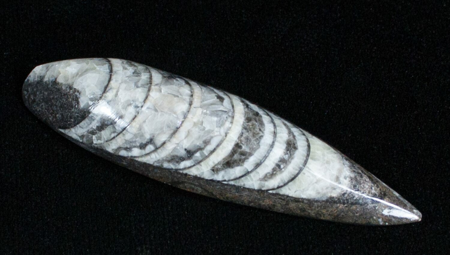 Polished Orthoceras (Cephalopod) Fossil For Sale (#3748) - FossilEra.com