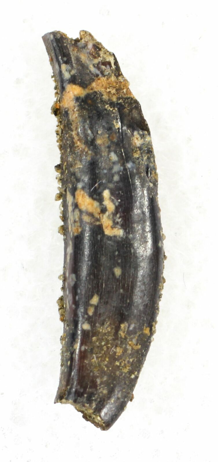 Didelphodon Incisor/Tooth - Cretaceous Marsupial Mammal For Sale ...