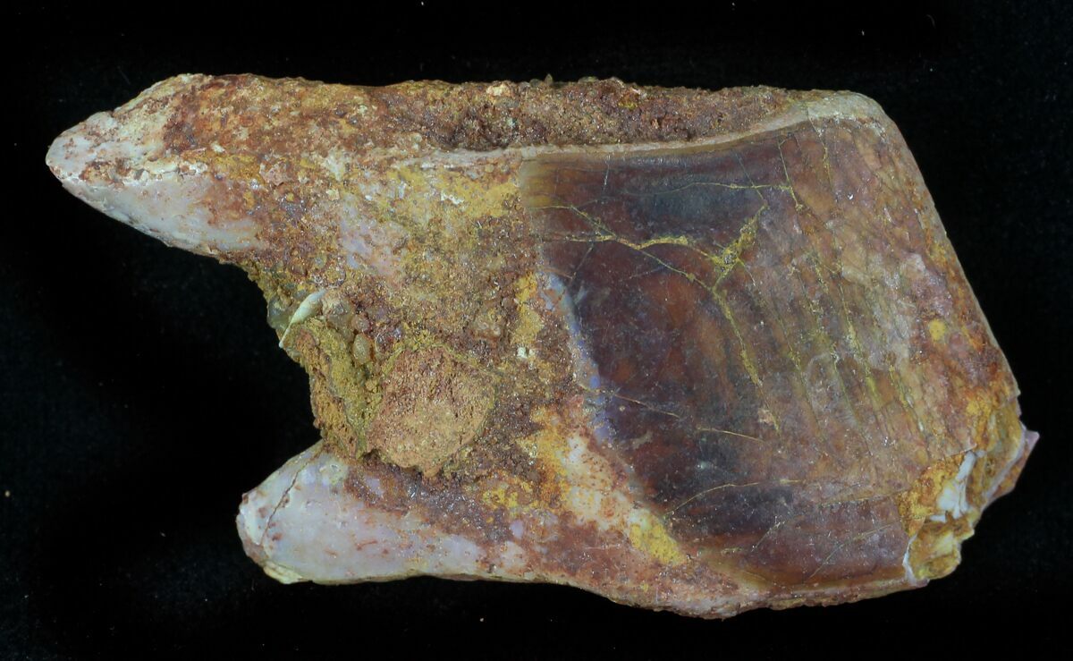 1.5" Fossil Gar Fish Scale - Cretaceous For Sale (#30671) - FossilEra.com