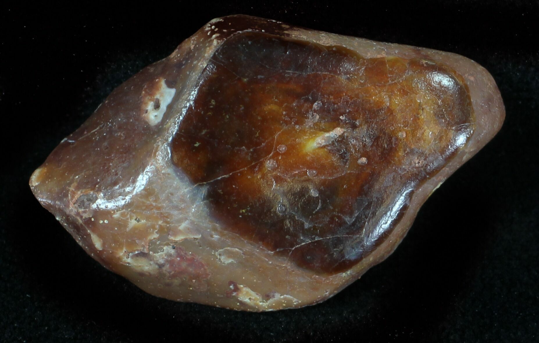 .9" Fossil Gar Fish Scale - Cretaceous For Sale (#30676) - FossilEra.com