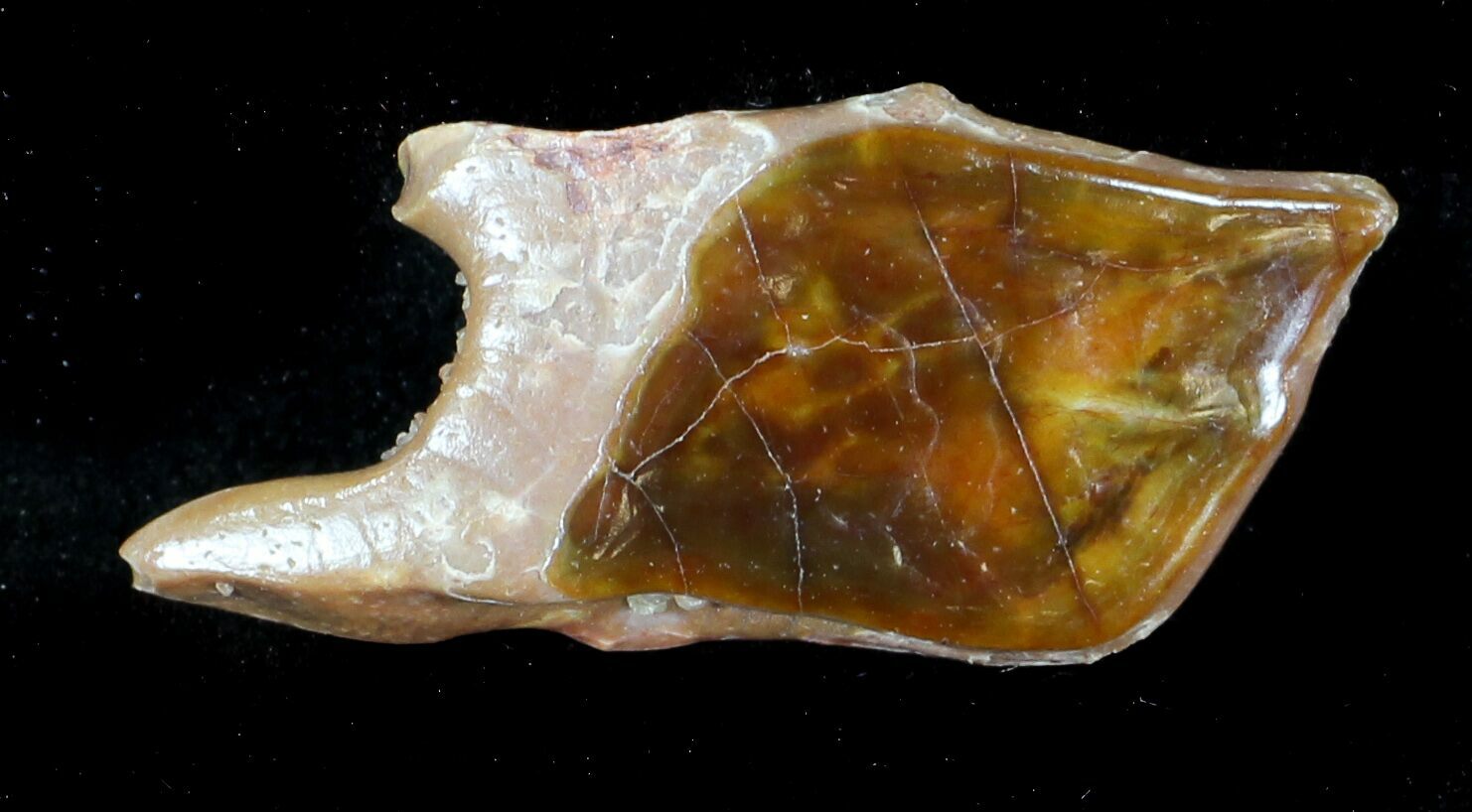 .6" Fossil Gar Fish Scale - Cretaceous For Sale (#30685) - FossilEra.com