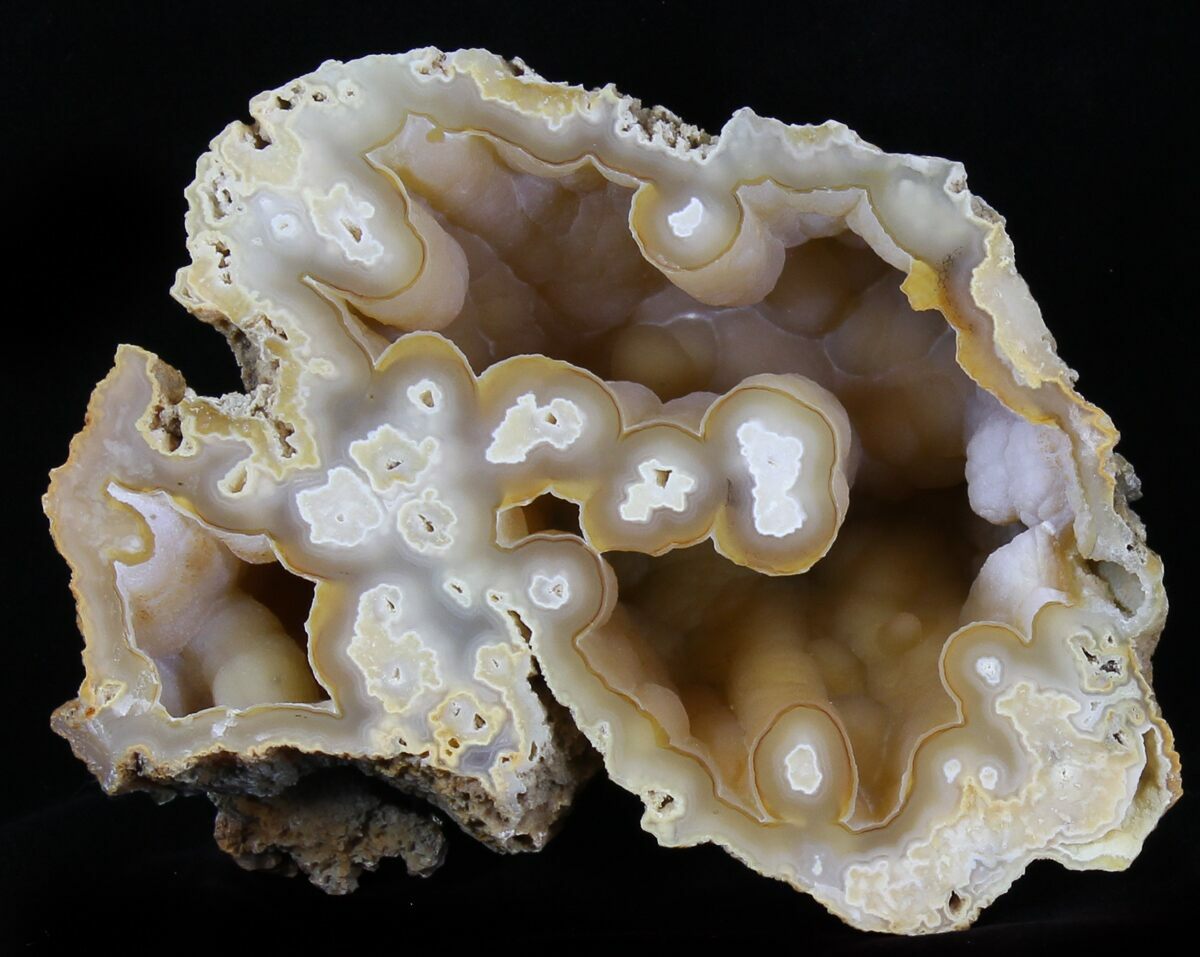 6.7" Agatized Fossil Coral Geode - Florida For Sale (#30698 ...