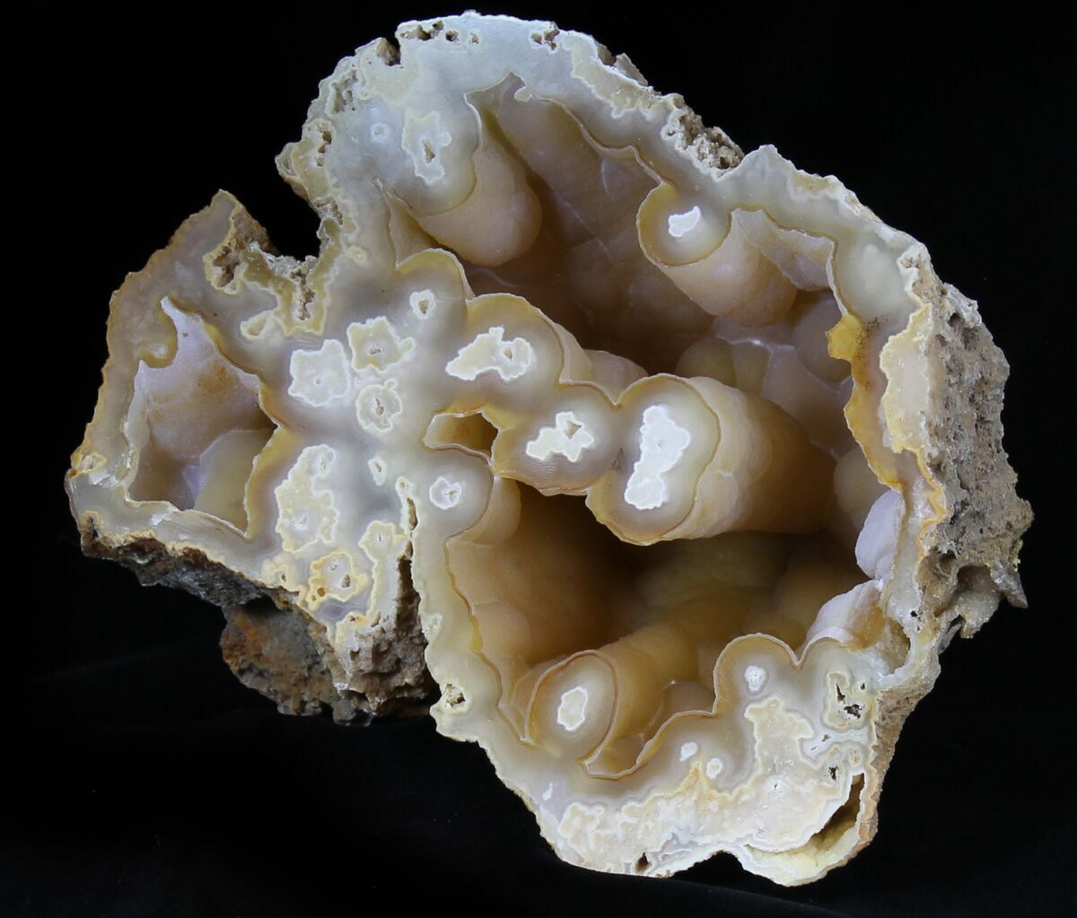 6.7" Agatized Fossil Coral Geode - Florida For Sale (#30698 ...