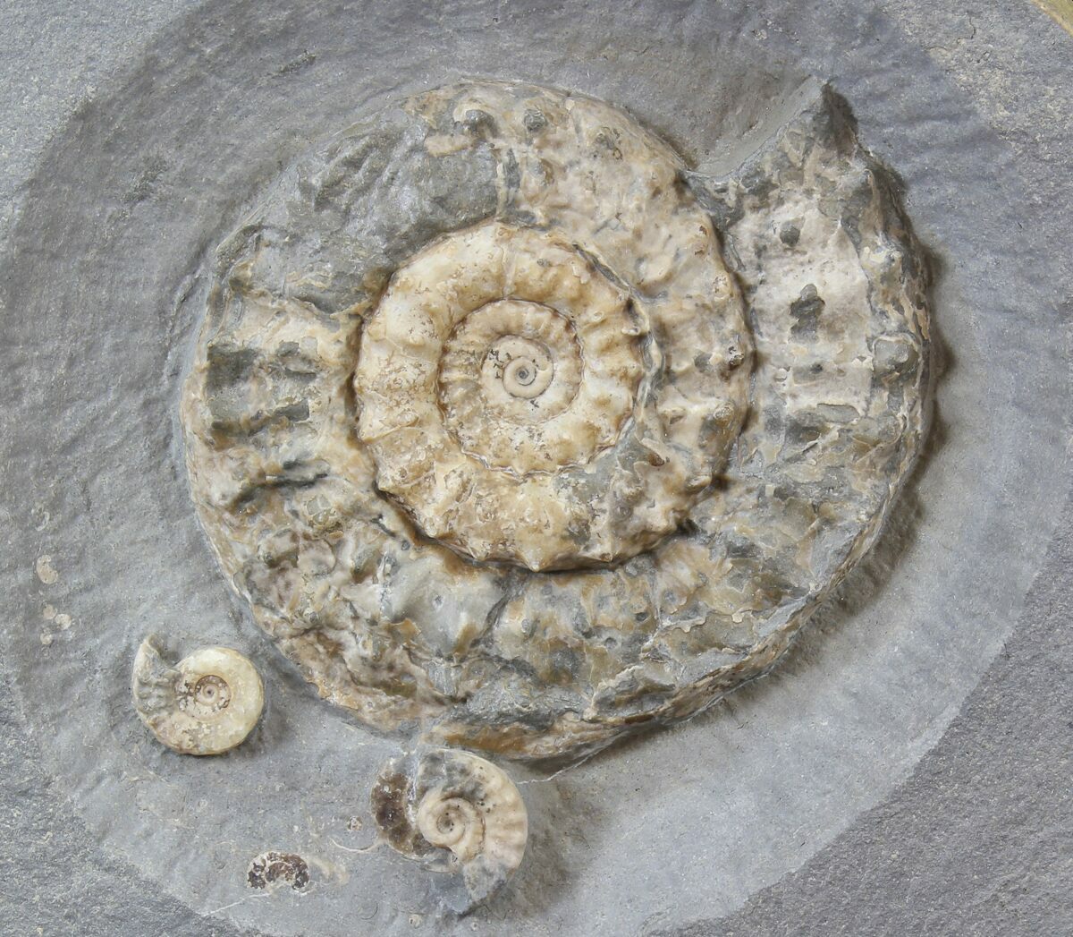 4.5" Microderoceras Ammonite - Dorset, England For Sale (#30781 ...