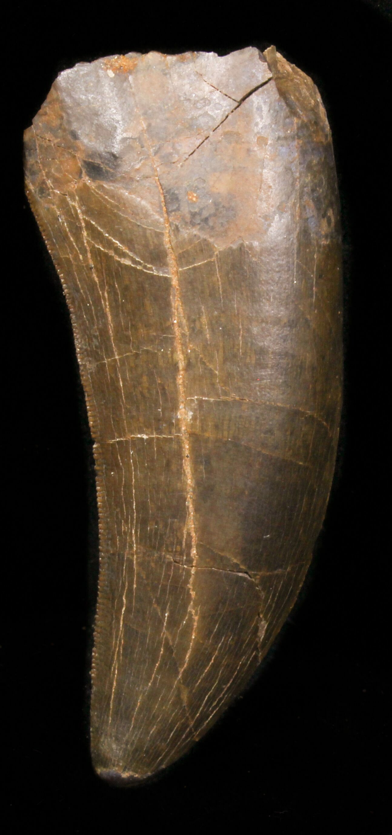 Tyrannosaur Teeth - T-Rex, Nanotyrannus, etc For Sale - FossilEra.com