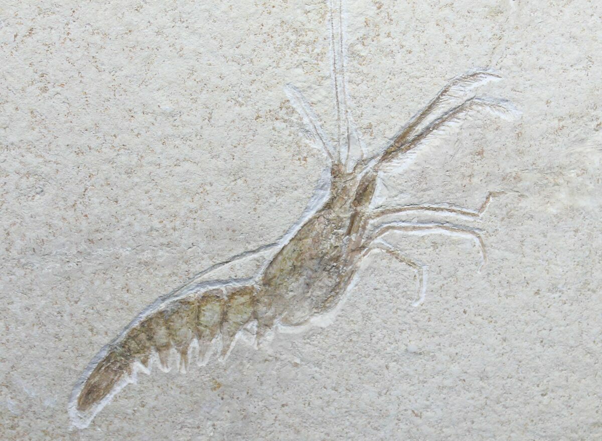 Shrimp Fossils For Sale - FossilEra.com
