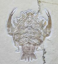 6" Giant Fossil Locust (Pycnophlebia) - Solnhofen Limestone For Sale ...