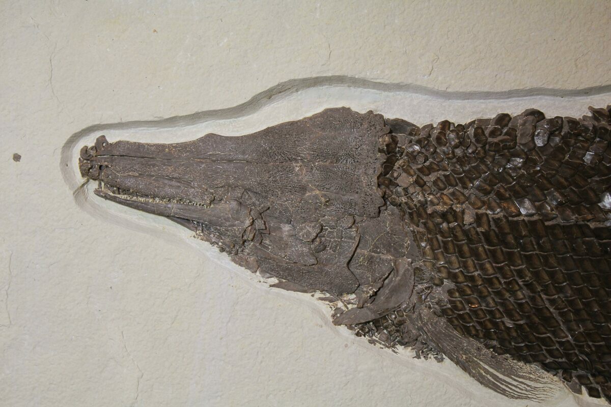 Museum Quality 27" Gar (Lepisosteus) - Green River Formation For Sale ...